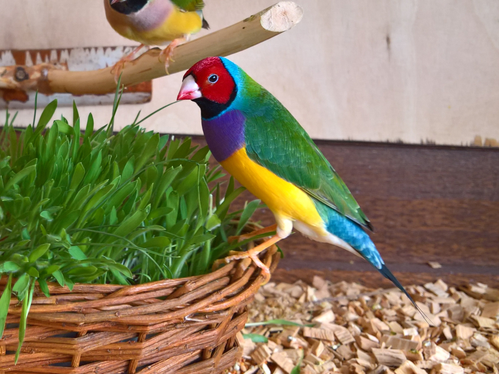 Amadyny wspaniałe - Jak odróżnić samca od samicy